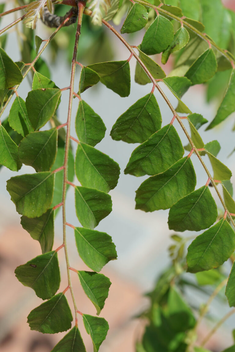 10 Essential Indian Herbs For Indian Cooking - Some Indian Girl