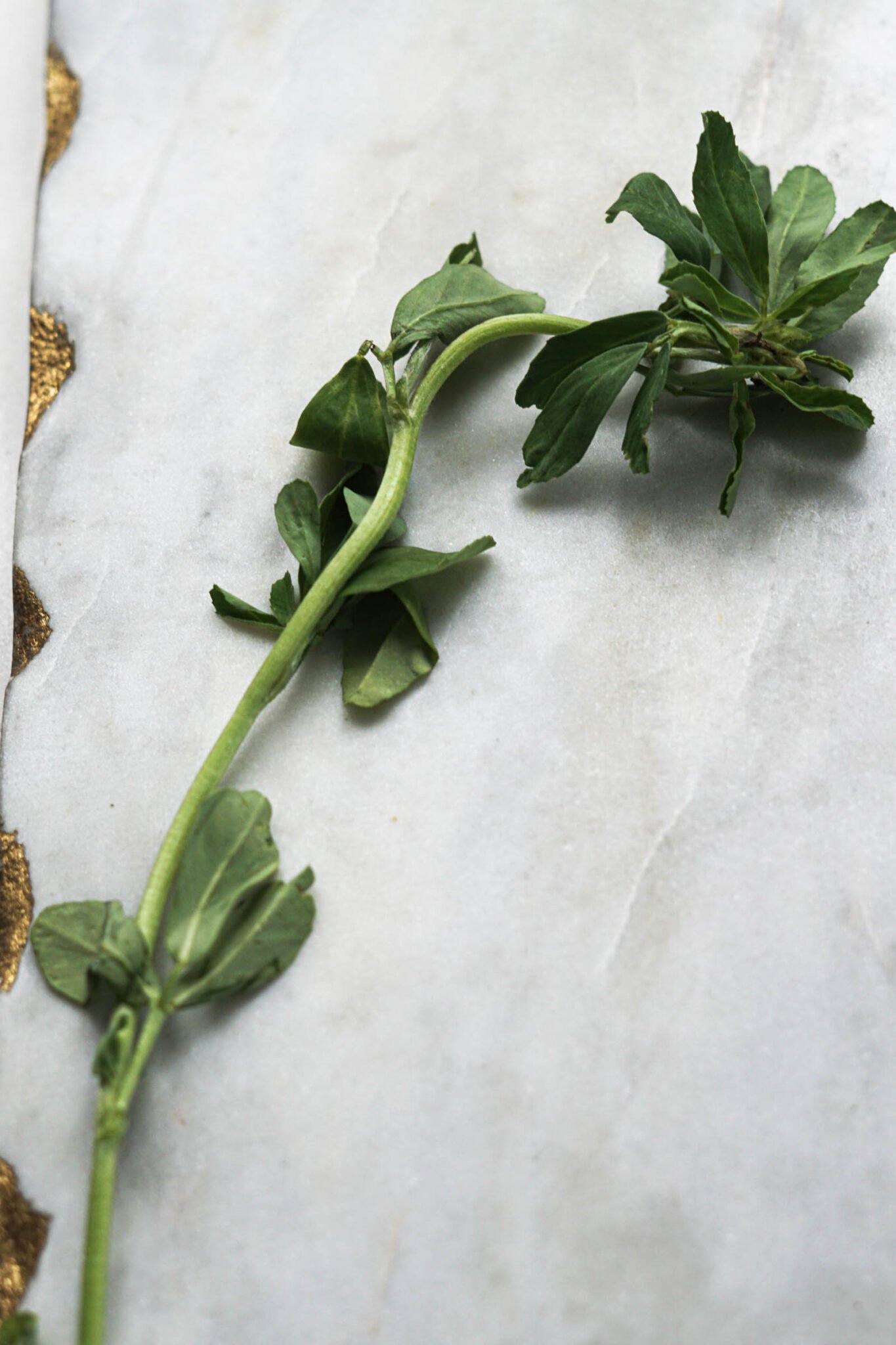 10 Essential Indian Herbs For Indian Cooking - Some Indian Girl